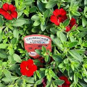 Calibrachoa - cabaret bright red Caroles Florist Isle of Skye